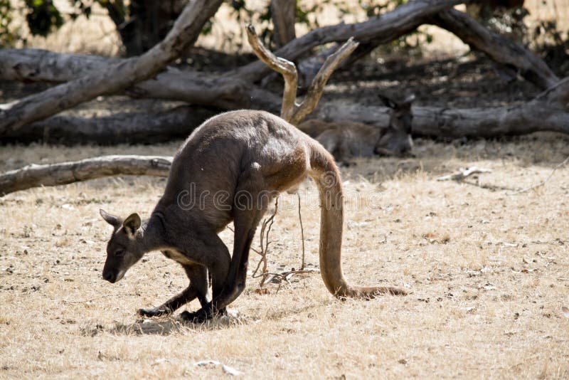 Euro Kangaroo Photos - Free & Royalty-Free Stock Photos from Dreamstime