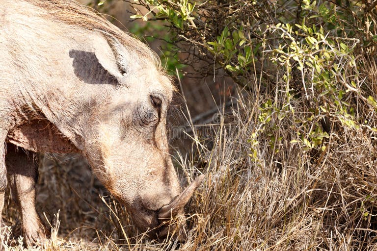 Side View of a Warthog Digging in the Grass Stock Image - Image of ...