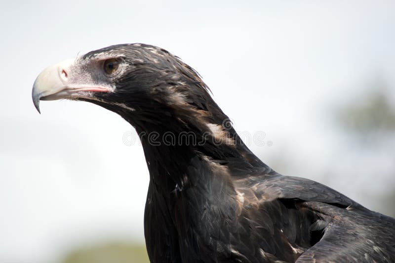 This is a Side View of a Wedge Tailed Eagle Stock Image - Image of eyes ...