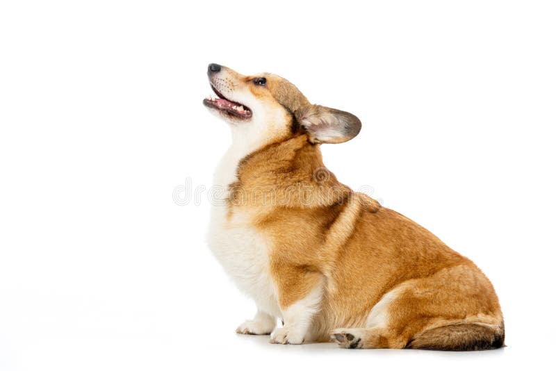 Welsh Corgi Puppy in Blanket Isolated Stock Photo - Image of purebred ...