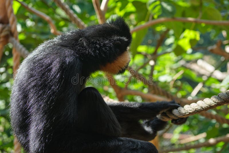 Chimpanzee Side View Stock Photos - Free & Royalty-Free Stock Photos ...