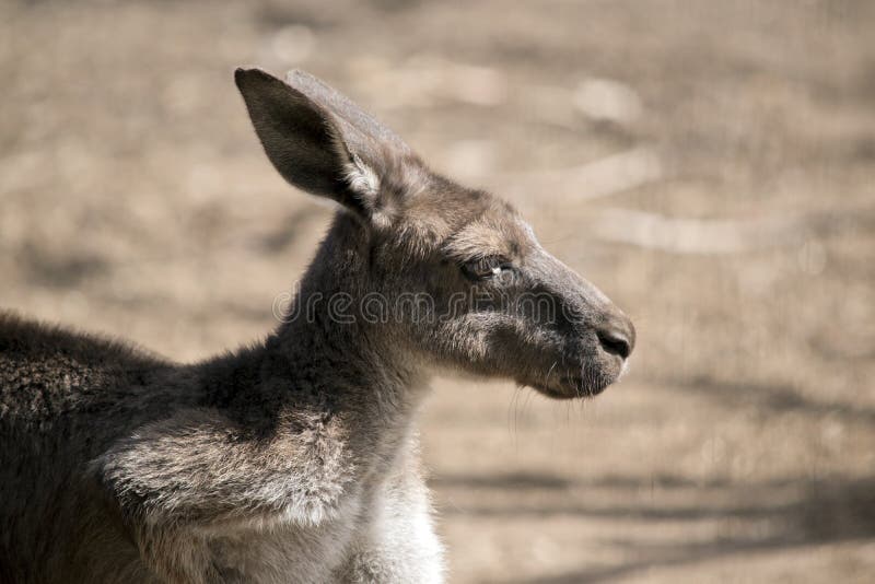 This is a Side View of a Western Grey Kangaroo Stock Image - Image of ...