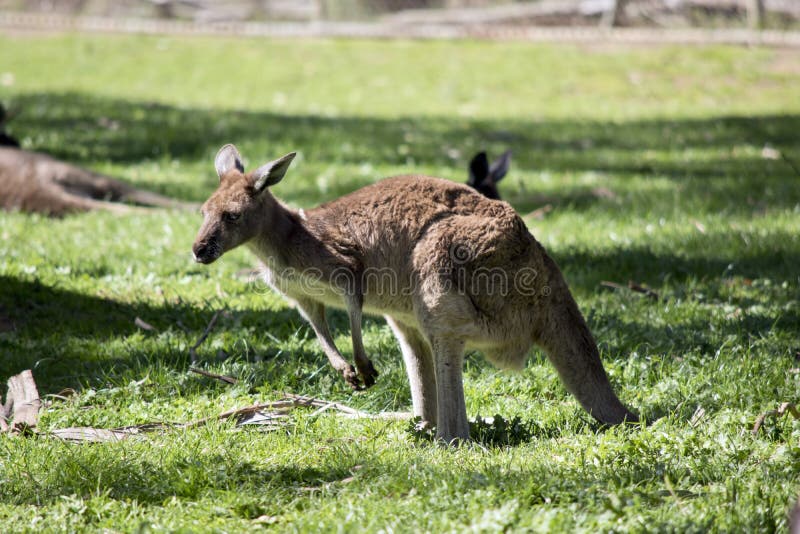 This is a Side View of a Western Grey Kangaroo Stock Image - Image of ...