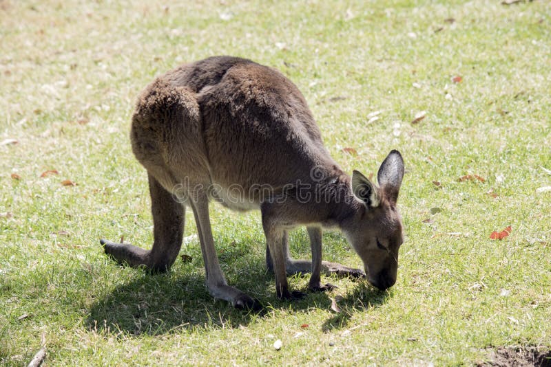This is a Side View of a Western Grey Kangaroo Stock Photo - Image of ...