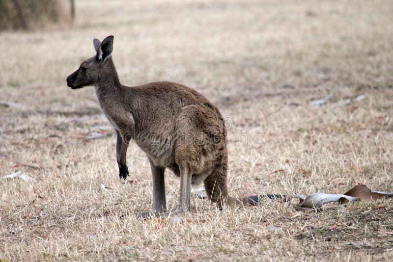 This is a Side View of a Western Grey Kangaroo Stock Image - Image of ...