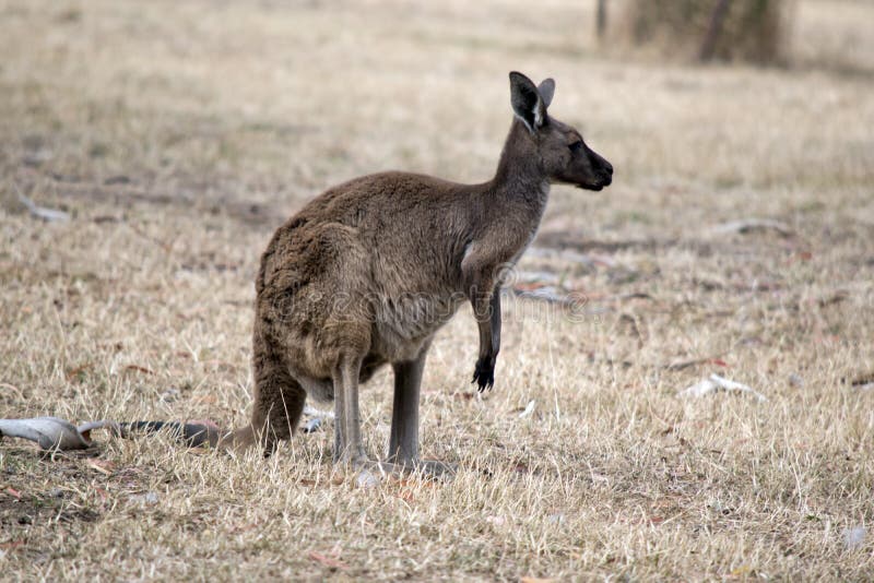 This is a Side View of a Western Kangaroo Stock Image - Image of grey ...