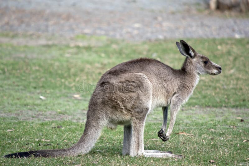 Ozflash - Photographer profile