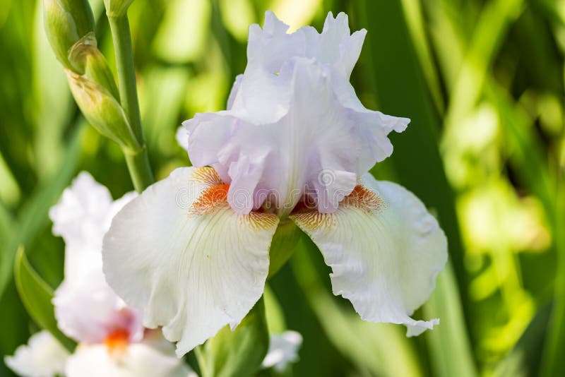 Side View of a White Bearded Iris Stock Photo - Image of iris, floral ...