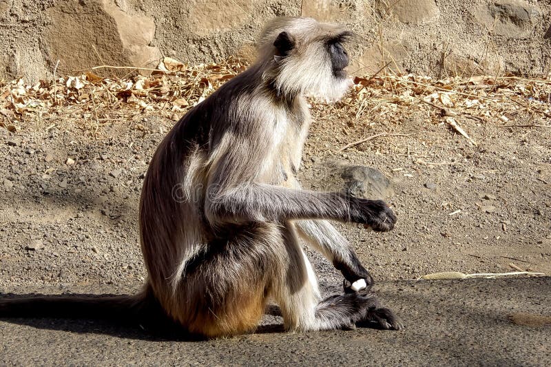 Side View of a White and Black Monkey (Cercopithecidae) Sitting on the ...