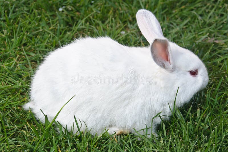 Side view of white bunny stock image. Image of domestic - 19323937