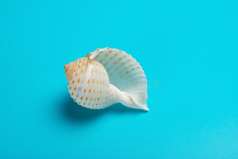 White Color Conch Shell on a Blue Background Stock Image - Image of ...