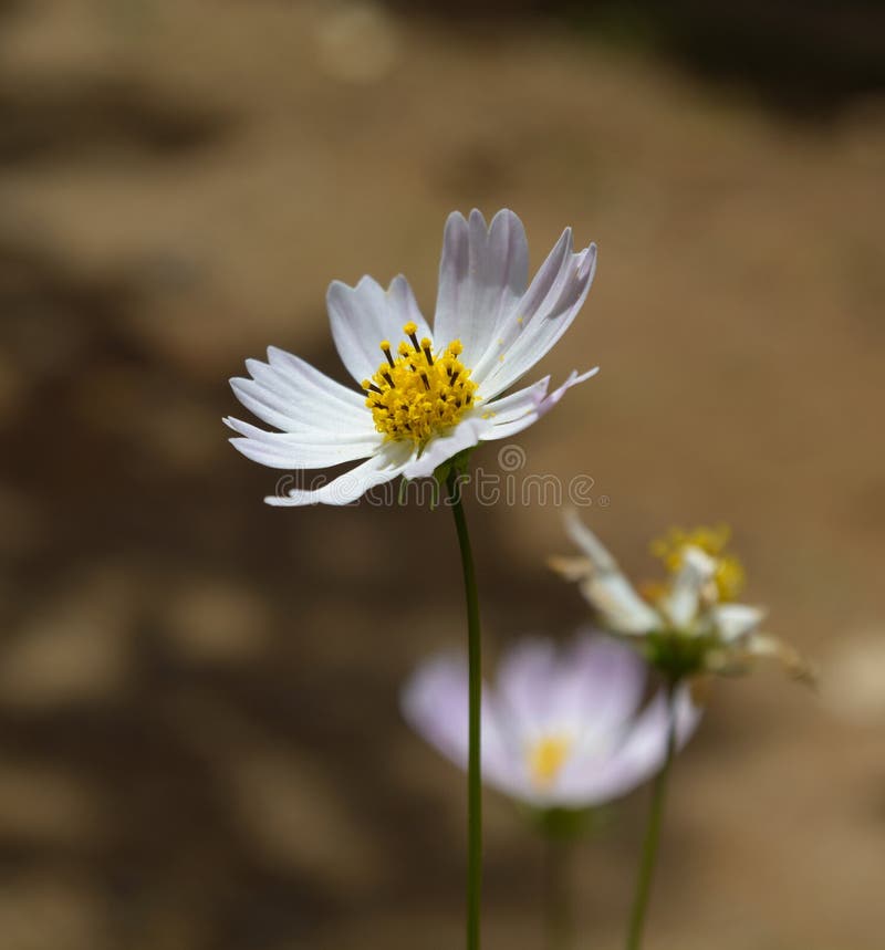 White coreopsis flowers stock image. Image of blossom - 34157899