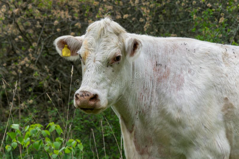 Cow from Side View stock photo. Image of animal, angle - 1246188