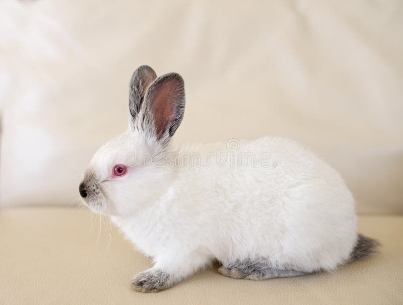 Side View of White Cute Rabbit with Red Eyes Sitting Isolated on White ...