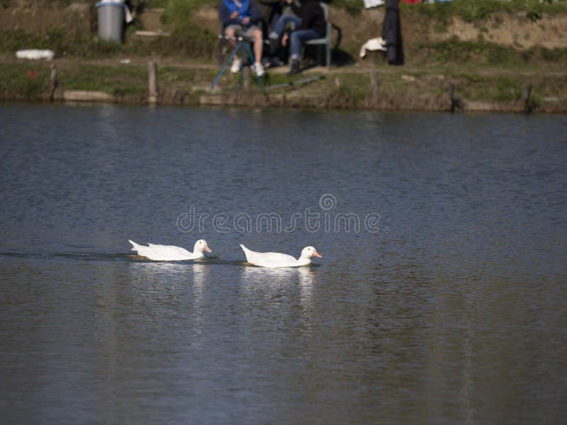 Side View of White Ducks on a Lake in Autumn Stock Image - Image of ...