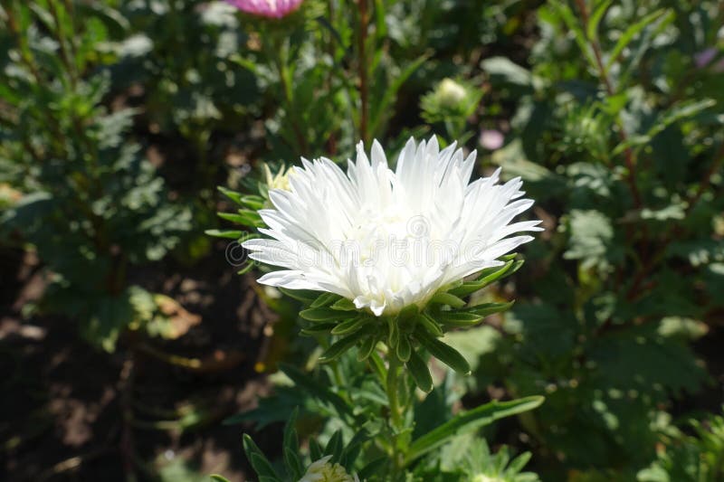 Side View of White Flower of China Aster Stock Photo - Image of lush ...