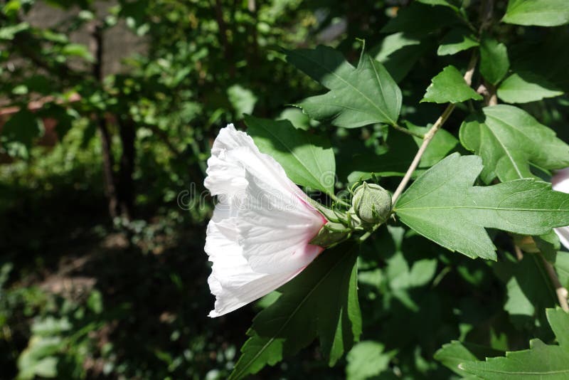 Side View of White Flower of Hibiscus Syriacus in July Stock Photo ...