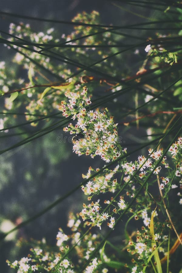 A Side View of White Flowers Hanging from the Trees Stock Image - Image ...