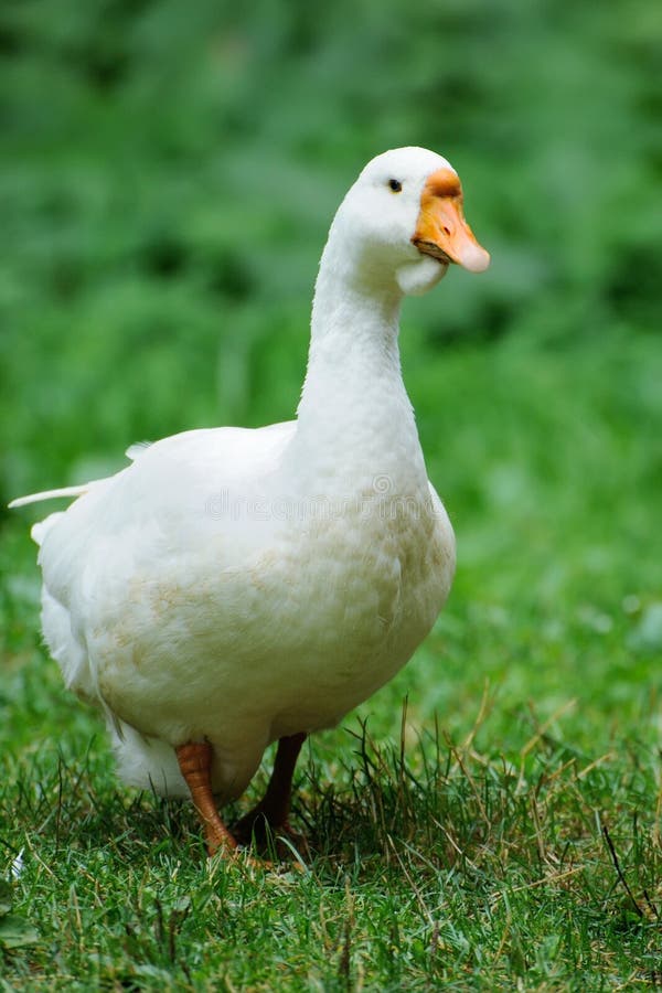 Side view of white goose. stock photo. Image of bird - 106187102