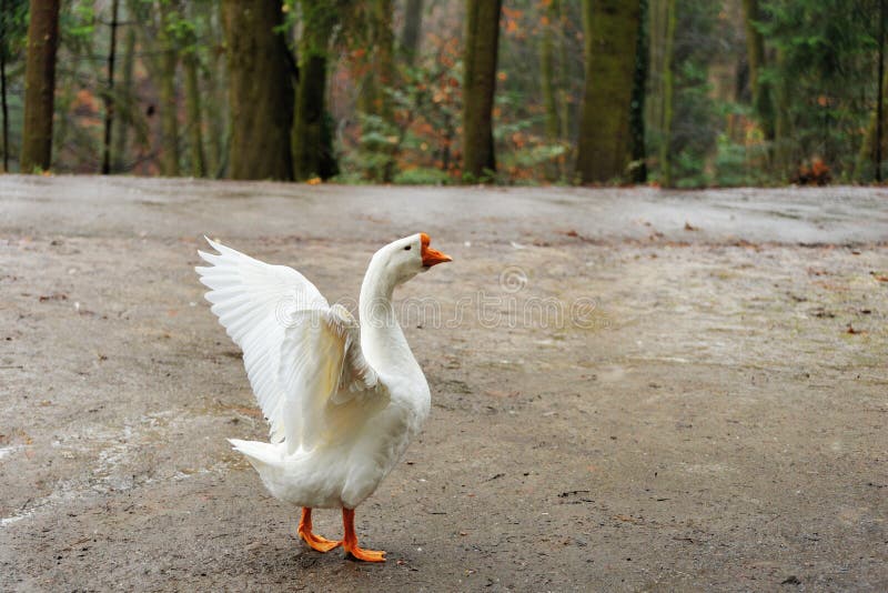 Side view of white goose. stock photo. Image of animal - 106187106