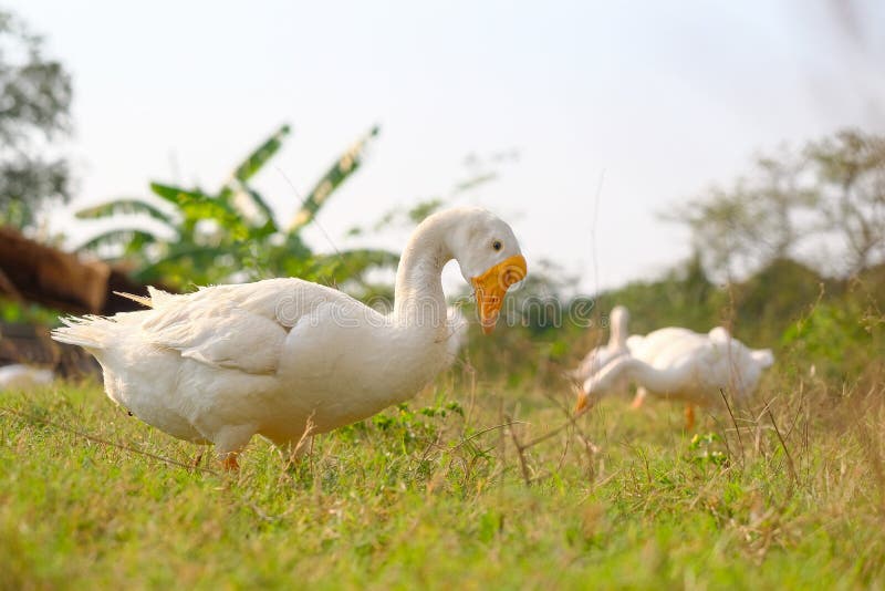 Side View of White Goose Standing on Grass Stock Image - Image of ...