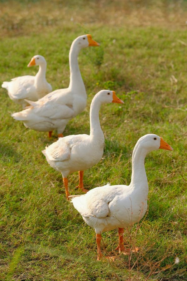 Side View of White Goose Standing on Green Stock Image - Image of ...