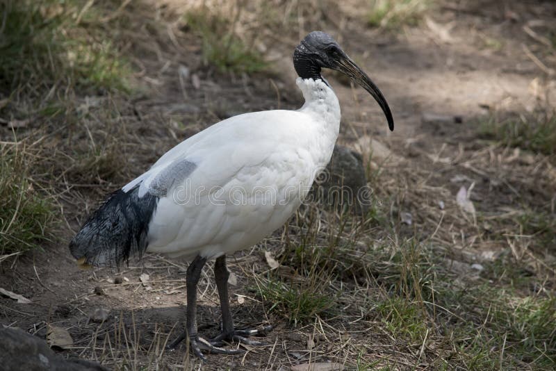 This is a Side View of a White Ibis Stock Photo - Image of long, wings ...