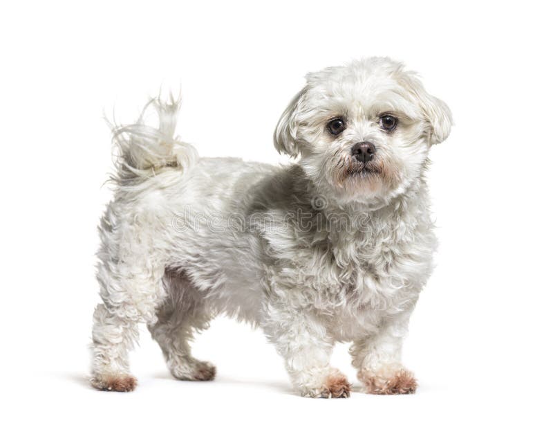 Side View of a White Maltese Dog Standing Looking at Camera, Isolated ...