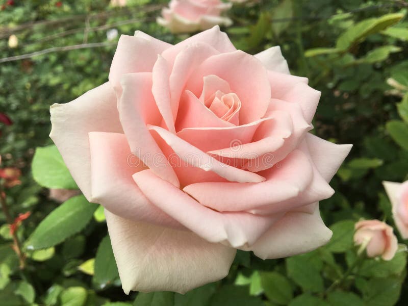 White Rose Side View stock image. Image of white, gardens - 98960549