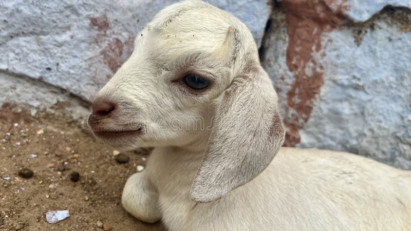 Side View of a White Sheep Face Stock Image - Image of mammal, cute ...
