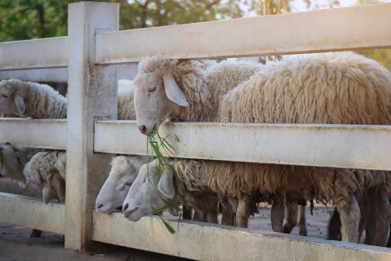 Side View White Sheep on the Farm Selectable Focus Stock Image - Image ...