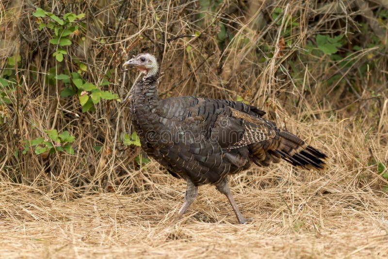455 Wild Turkey Side View Stock Photos - Free & Royalty-Free Stock ...