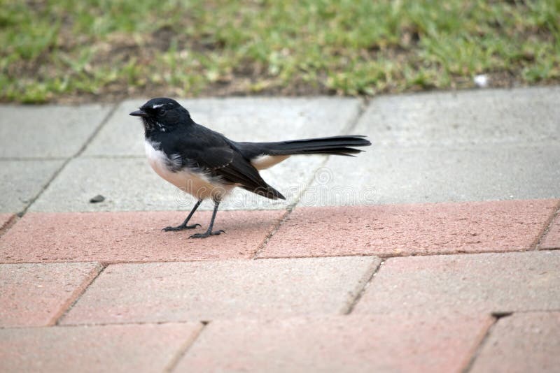 This is a Side View of a Willy Wagtail Stock Photo - Image of wagtail ...