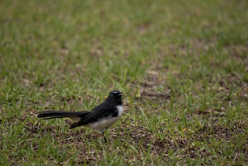 This is a Side View of a Willy Wagtail Stock Photo - Image of australia ...