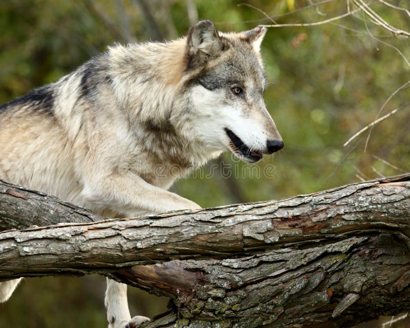 Side View Portrait of One Snarling Wolf Stock Photo - Image of mammal ...
