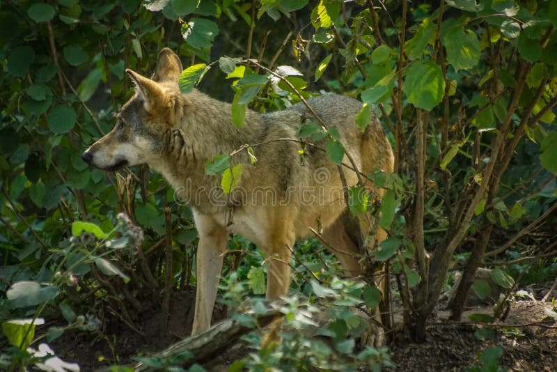 Side View of Wolf Standing in the Forest Stock Photo - Image of grass ...