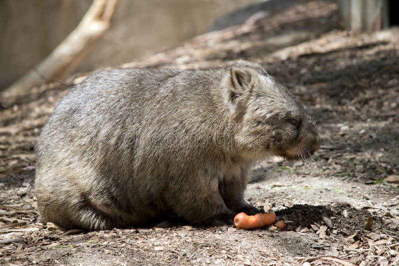 This is a Side View of a Wombat Stock Photo - Image of animal, mammal ...