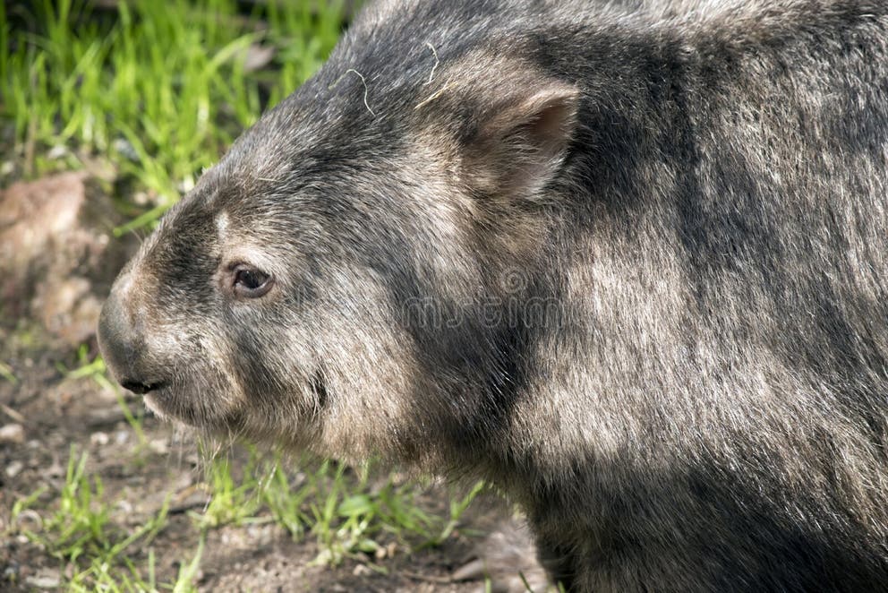This is a Side View of a Wombat Stock Image - Image of mammal, wildlife ...