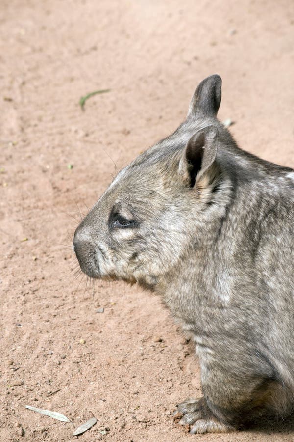 This is a Side View of a Wombat Stock Image - Image of australia ...