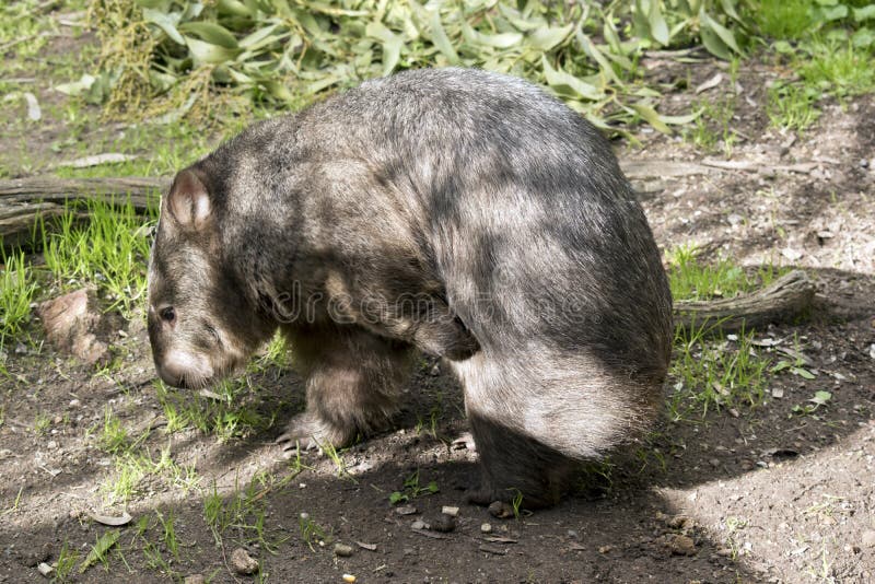 This is a Side View of a Wombat Scratching Stock Image - Image of ...
