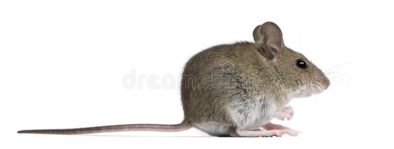 Side view of Wood mouse stock image. Image of length - 15126501