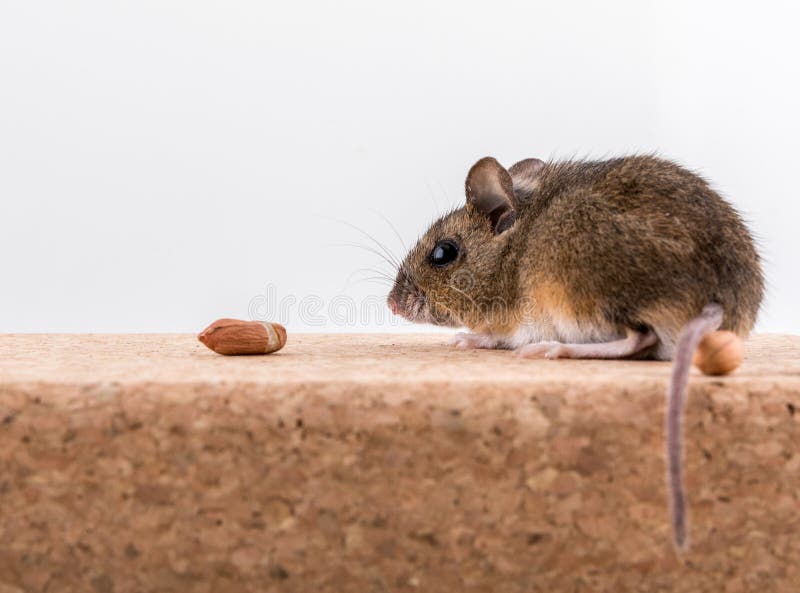 2,543 Mouse Side View Stock Photos - Free & Royalty-Free Stock Photos ...