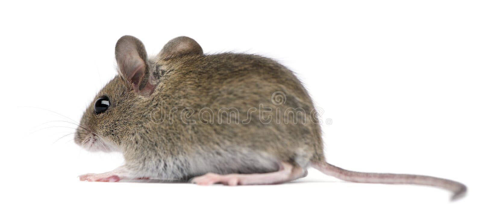 Wood Mouse Fleeing, Running Away, Apodemus Sylvaticus Stock Photo ...