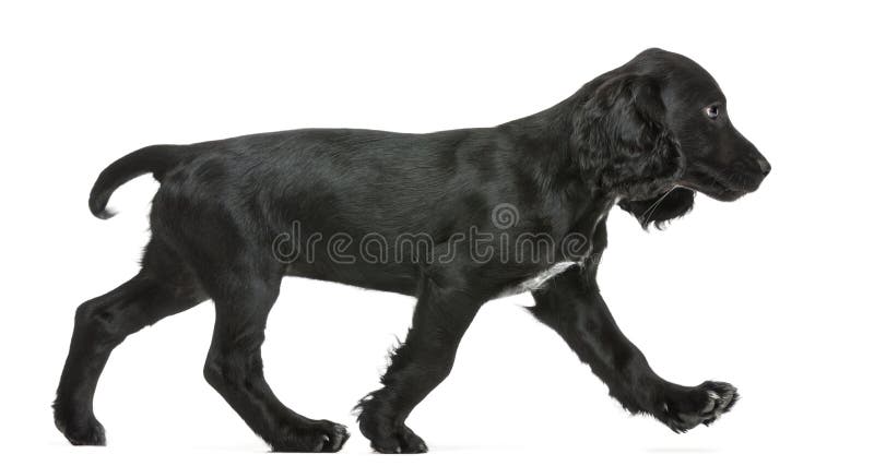 Side View of Working Cocker Spaniel Walking Stock Photo - Image of ...