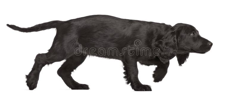 Side View of Working Cocker Spaniel Walking Stock Image - Image of ...