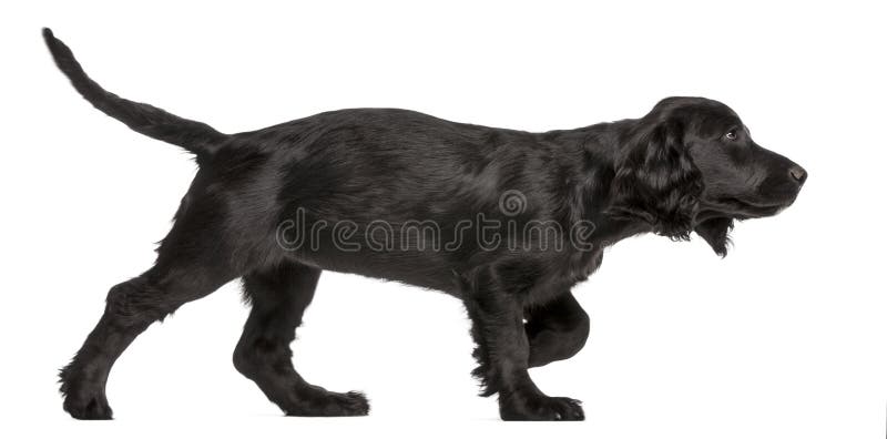 Side View of Working Cocker Spaniel Walking Stock Photo - Image of ...