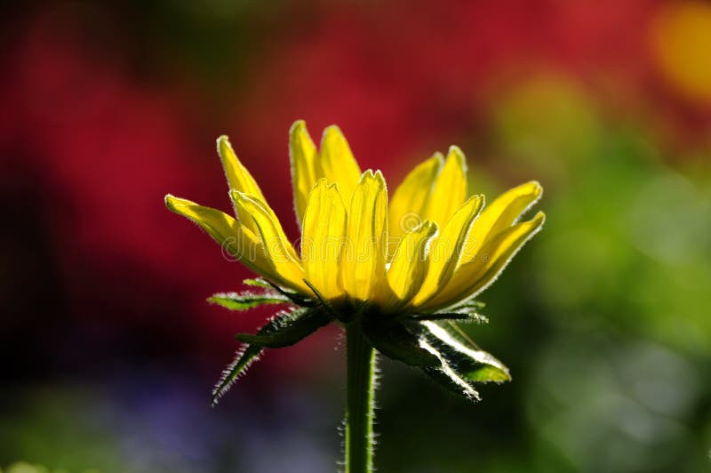 Side View of Yellow Coneflower (Rudbeckia, Irish Spring ) Stock Image ...