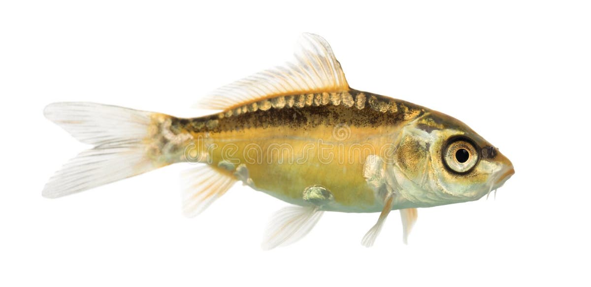 Koi Fish Side View Stock Photos - Free & Royalty-Free Stock Photos from ...