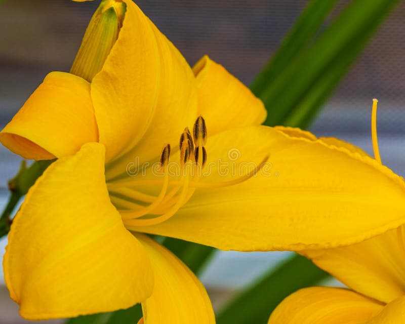 A Side View of a Yellow Lily in the Lily Garden Stock Photo - Image of ...