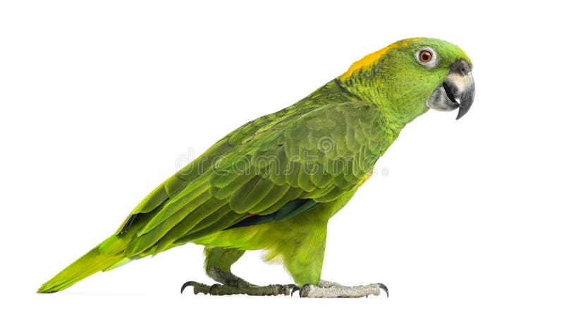 Side View of a Yellow-naped Parrot Walking (6 Years Old) Stock Image ...